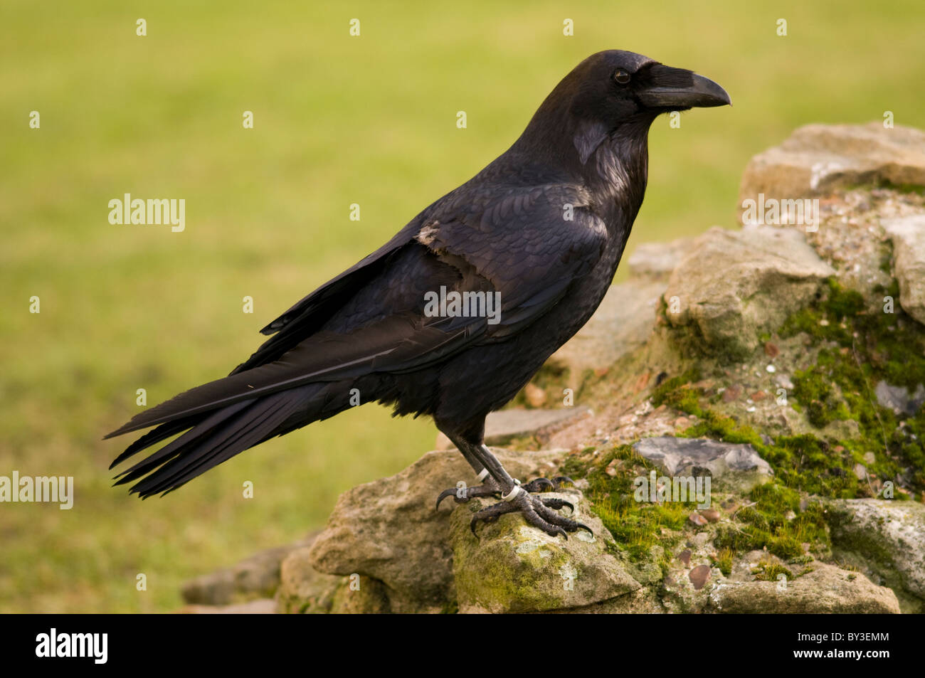 Grand corbeau Corvus corax oiseau aux plumes des ailes coupées pour ...