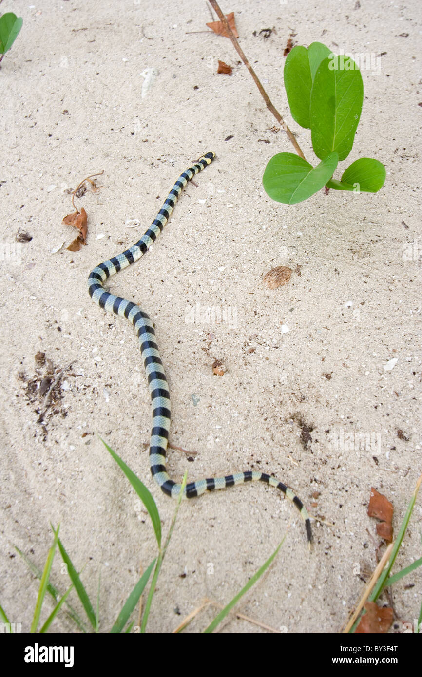 Venomous sea snake Banque de photographies et d’images à haute ...