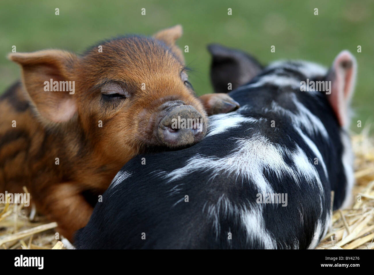 Cochon deux cochons Banque de photographies et d’images à haute ...