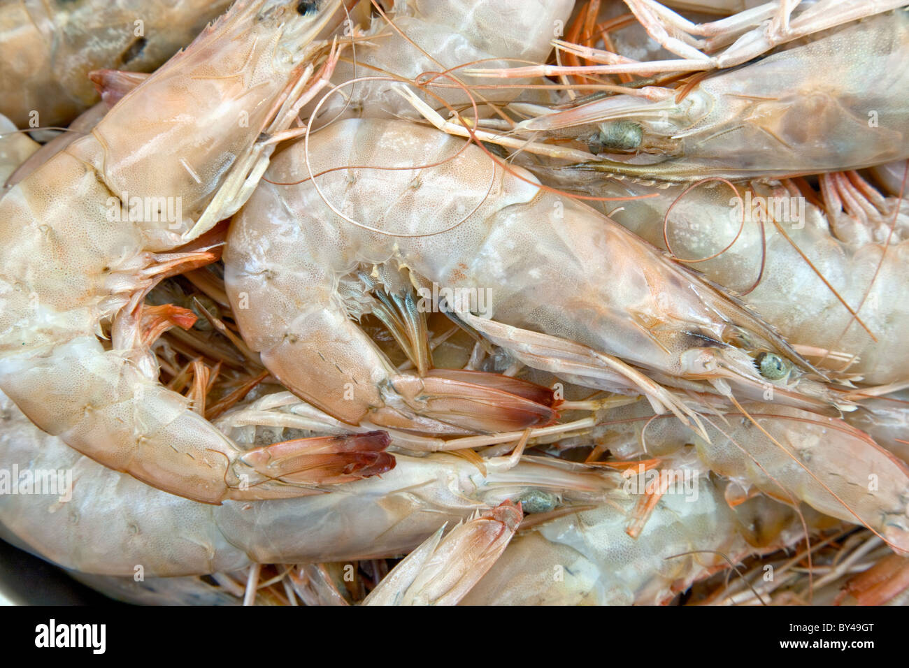 Penaeus aztecus Banque de photographies et d’images à haute résolution ...