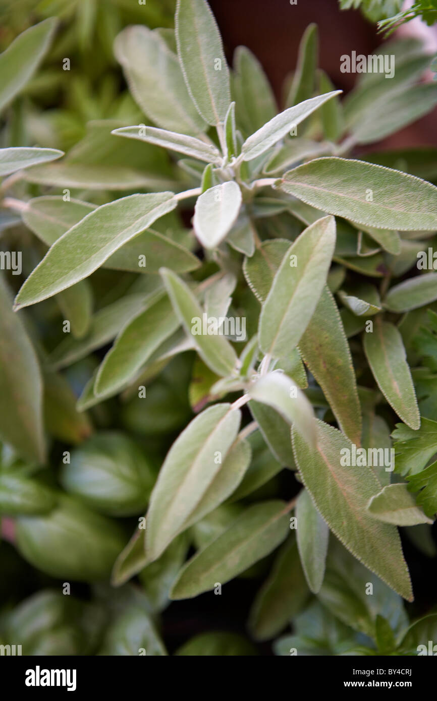 Sauge plante Banque de photographies et d’images à haute résolution - Alamy