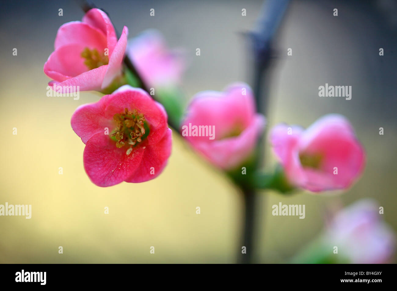 La coing du japon Banque de photographies et d’images à haute ...