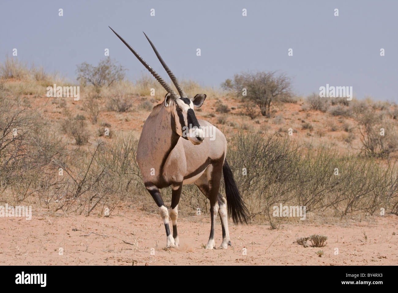 Un regal de l'antilope oryx se tient ferme dans le désert du Kalahari ...