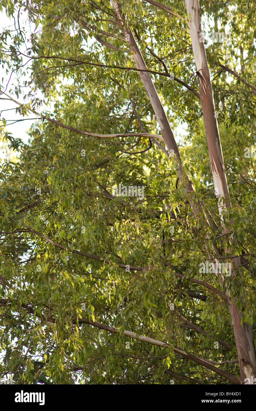 Eucalyptus tree leaves Banque de photographies et d’images à haute résolution - Alamy