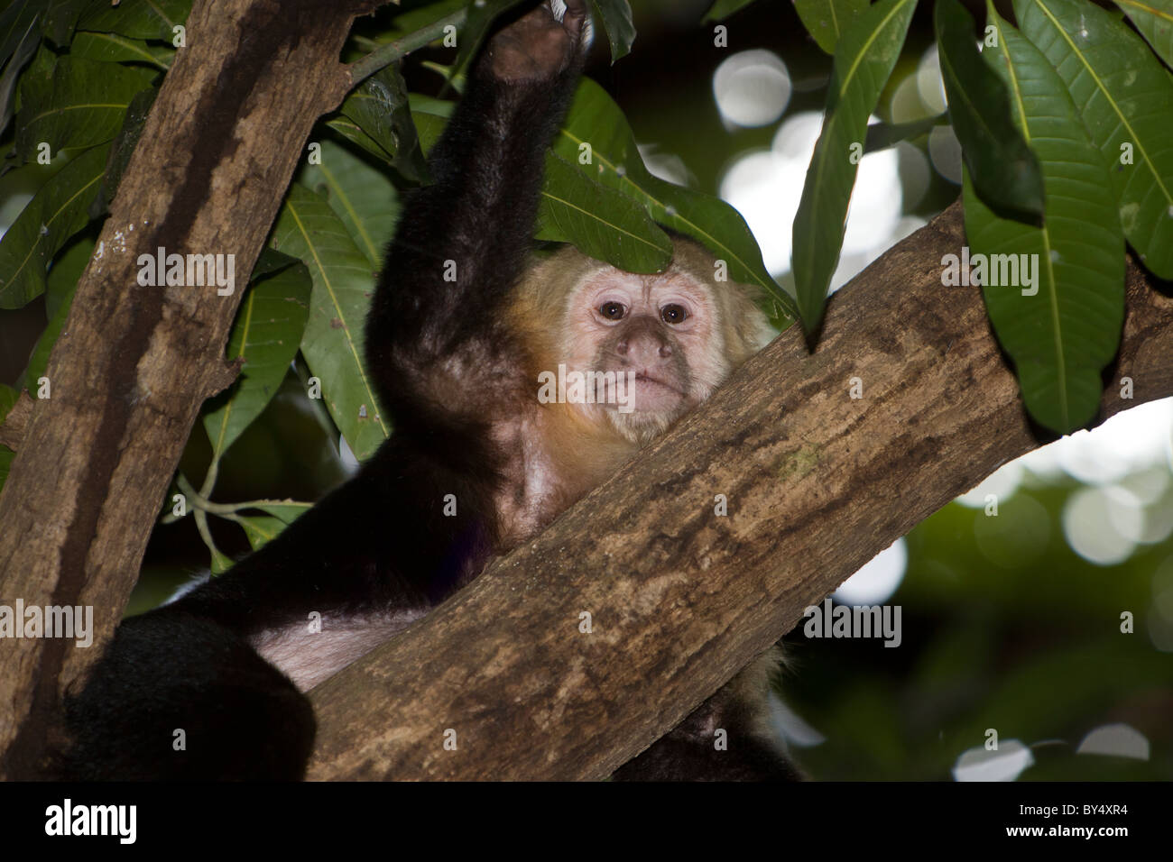 Capucin à face blanche (Cebus capucinus) dans treetop à Palo Verde ...