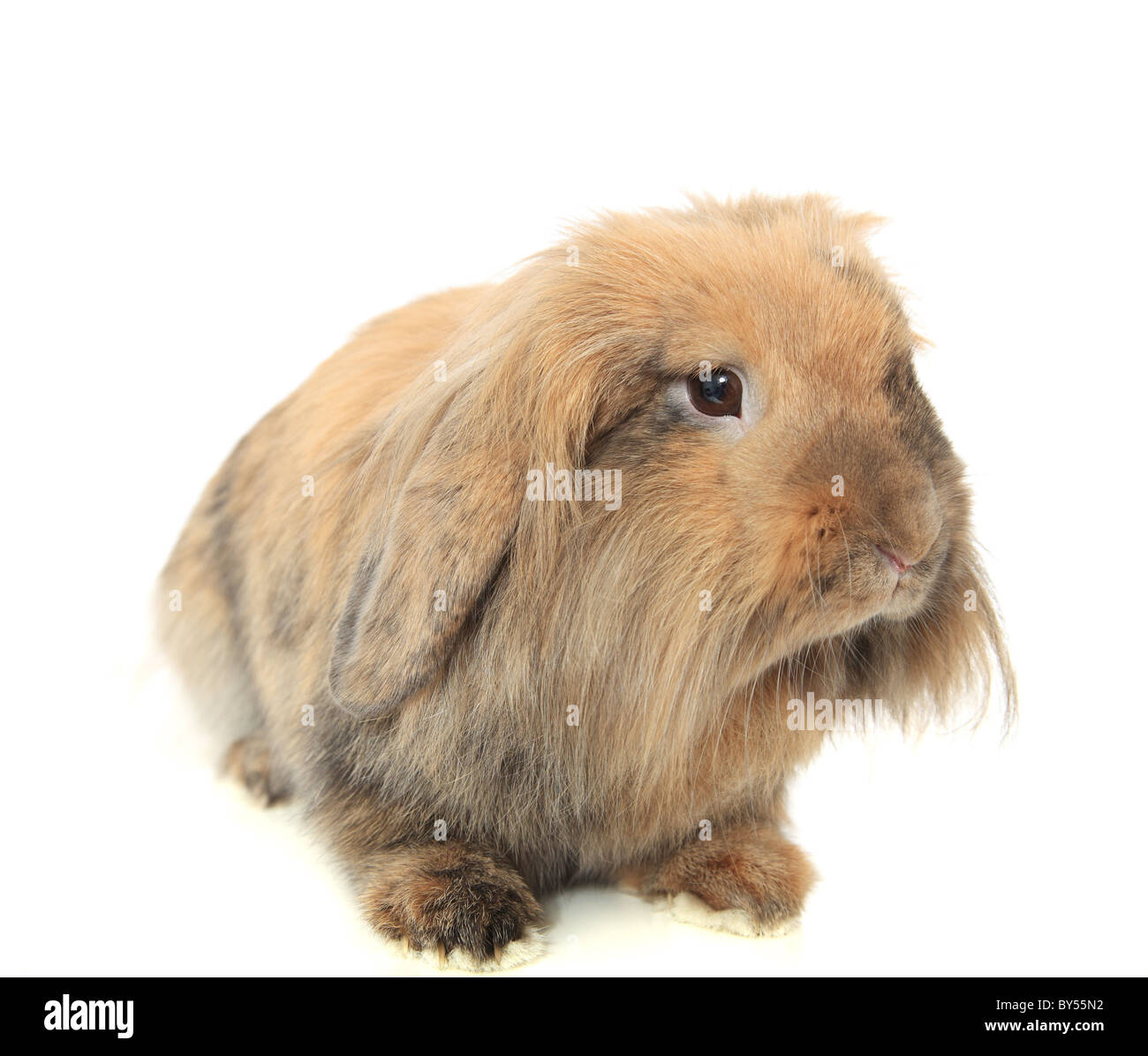 Lapin sur fond blanc Banque de photographies et d’images à haute ...