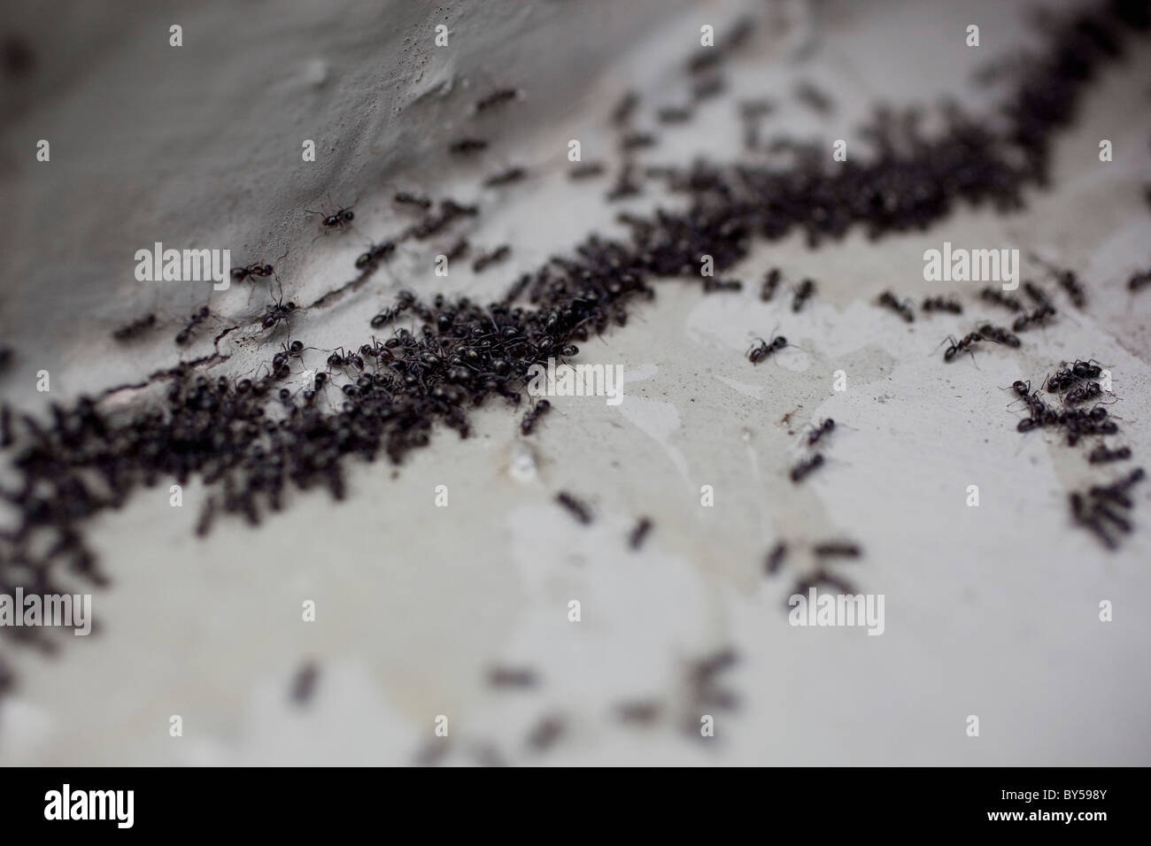 Colonie de fourmis Banque de photographies et d’images à haute ...