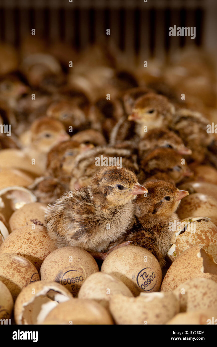 La perdrix rouge ou en français les poussins de perdrix couver juste ...