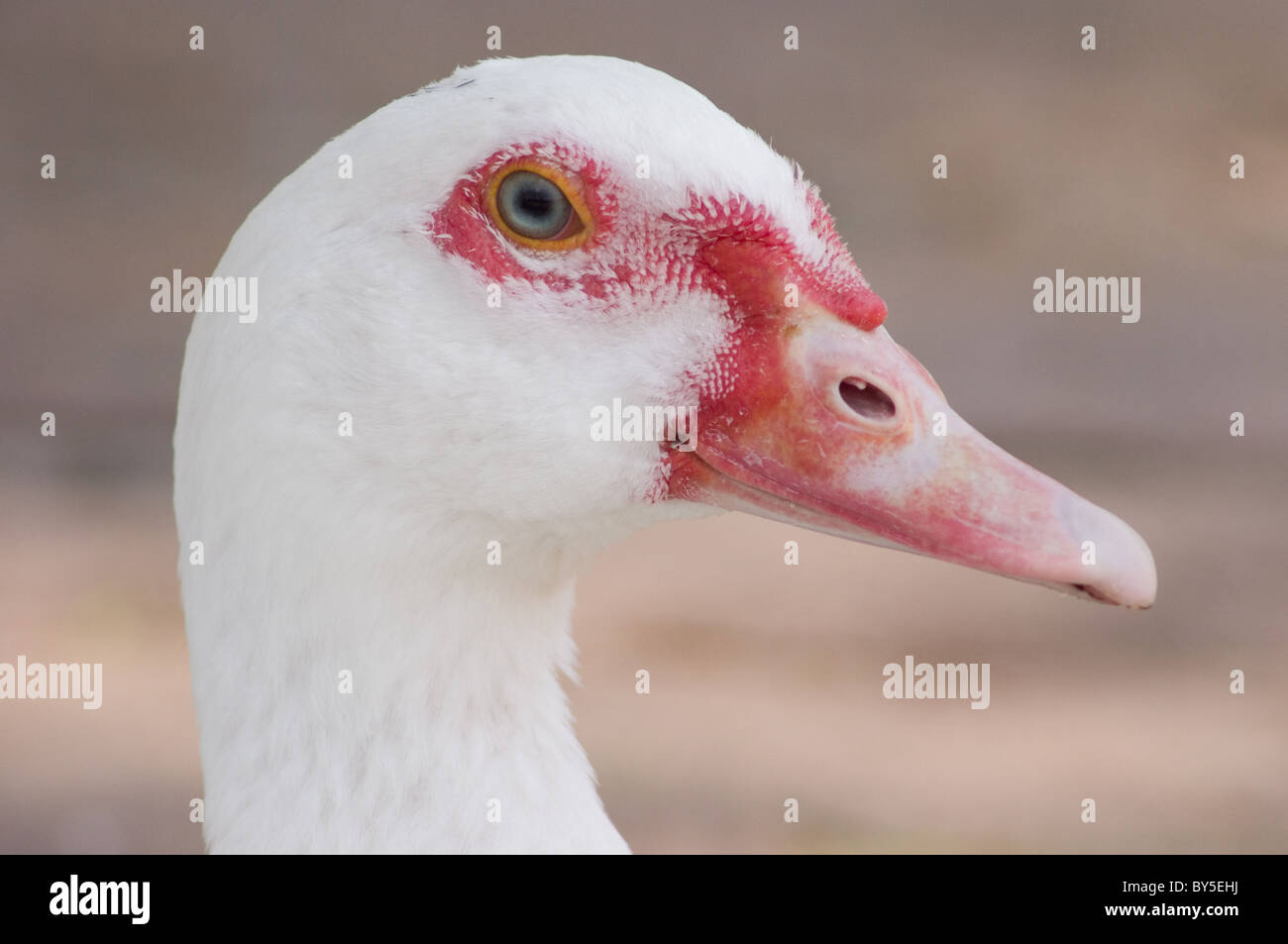 Red caruncle Banque de photographies et d’images à haute résolution - Alamy