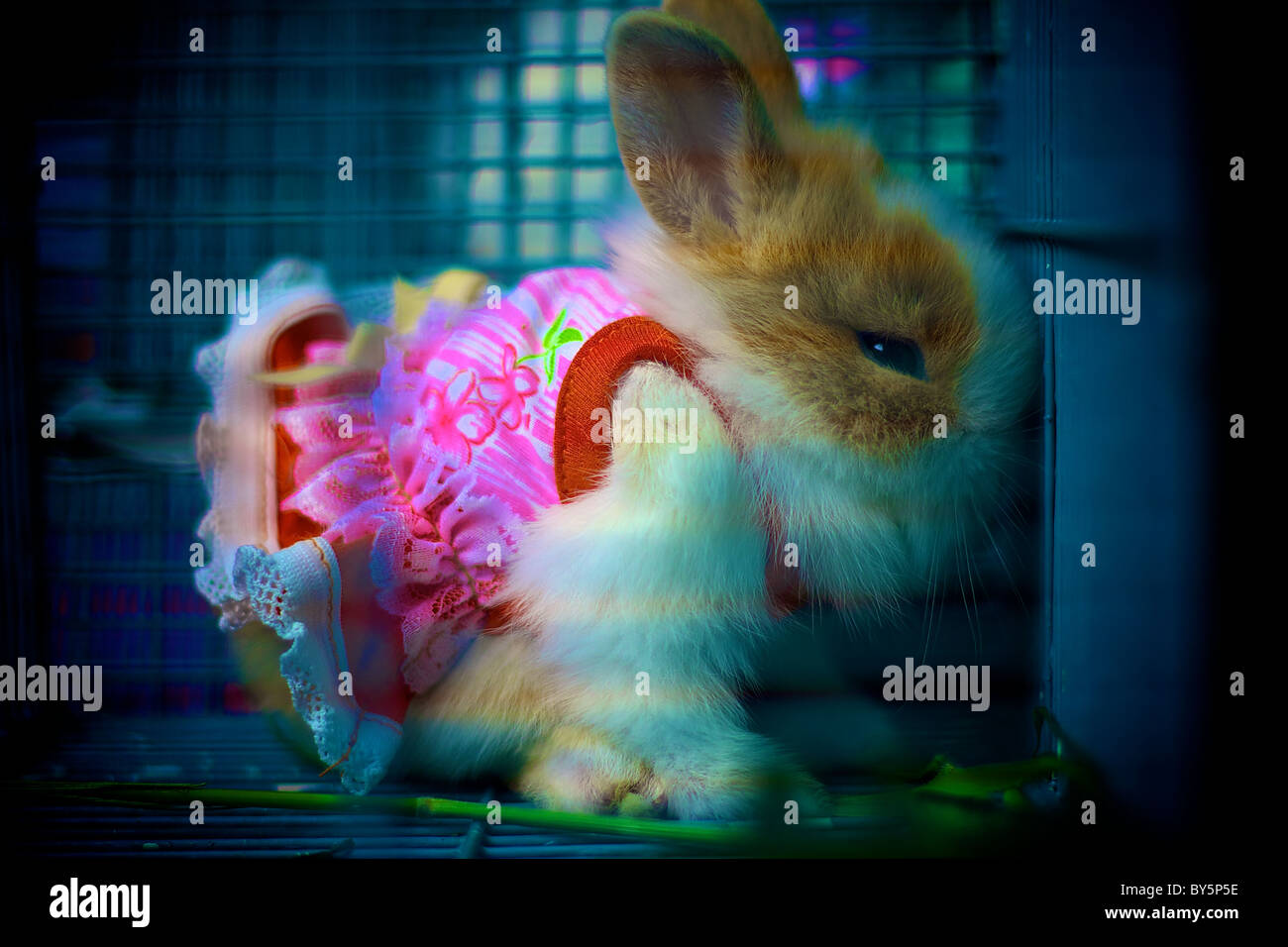 Lapin mignon Banque de photographies et d’images à haute résolution - Alamy