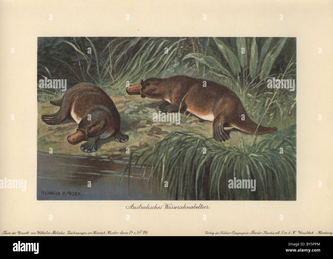 Ornithorhynchus anatinus illustration Banque de photographies et d ...