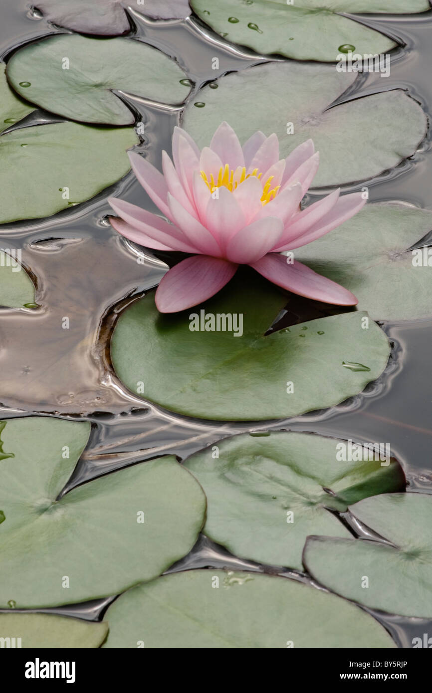 Nymphaea sp Banque de photographies et d’images à haute résolution - Alamy