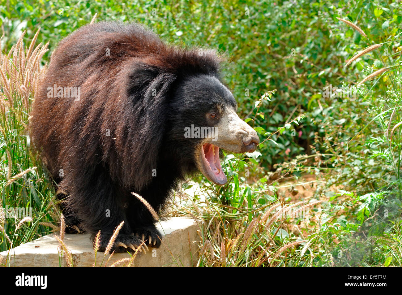 Ours lippu Banque de photographies et d’images à haute résolution - Alamy
