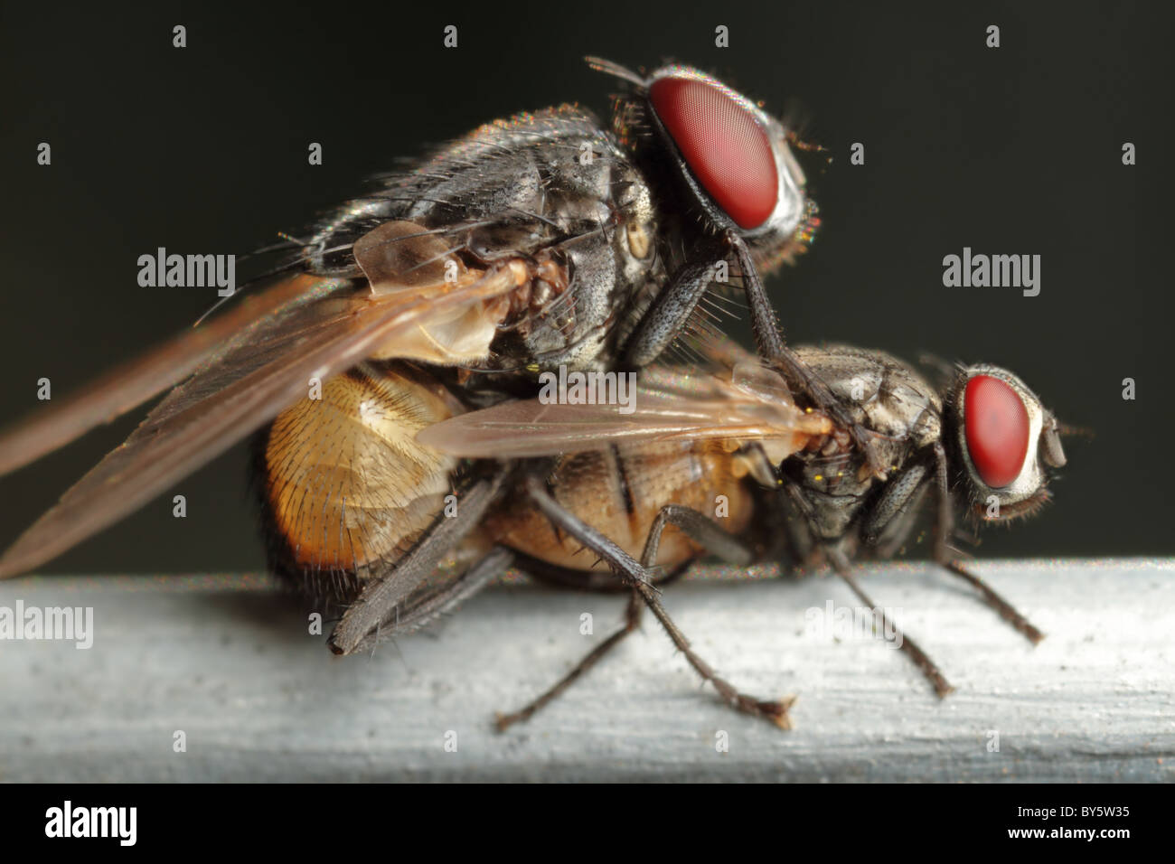 Processus d'accouplement Banque de photographies et d’images à haute ...
