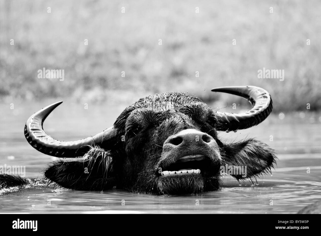 Taureau sauvage ou buffle Banque d'images noir et blanc - Alamy
