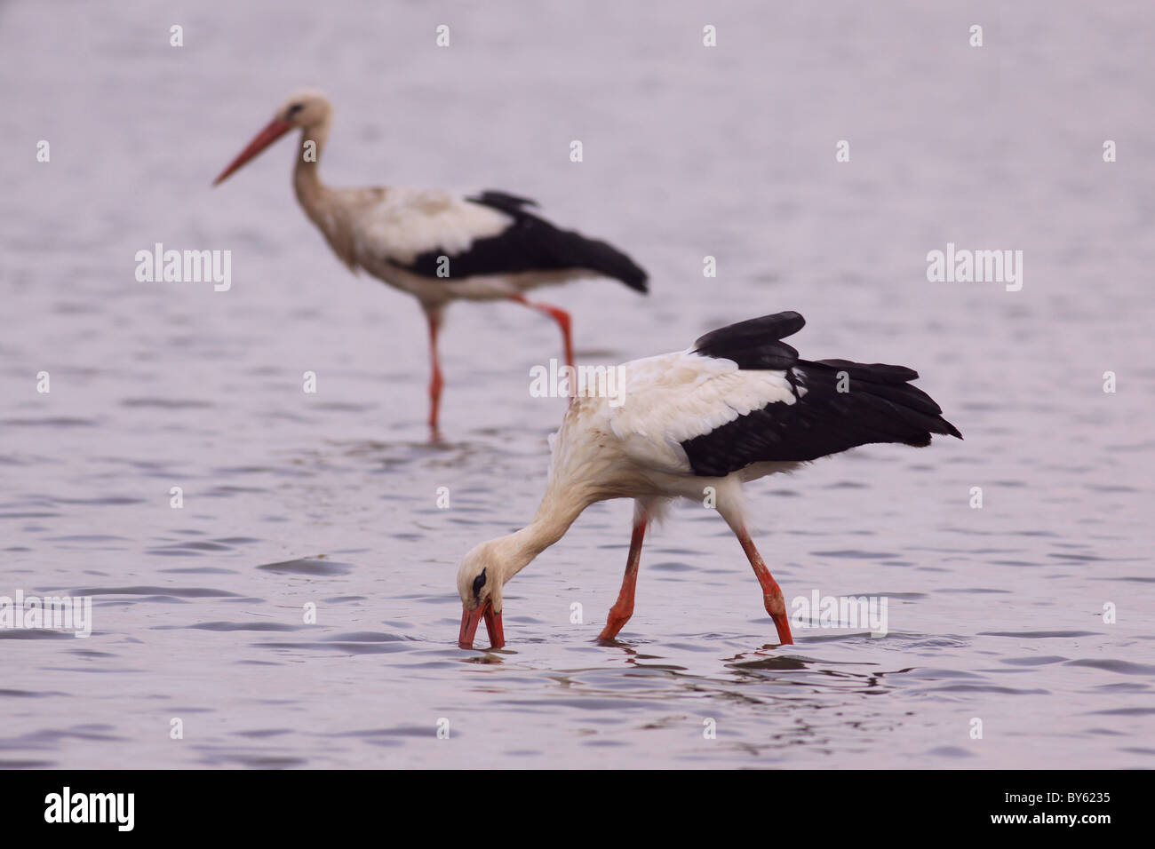 Alimentation de cigogne blanche Banque de photographies et d’images à ...