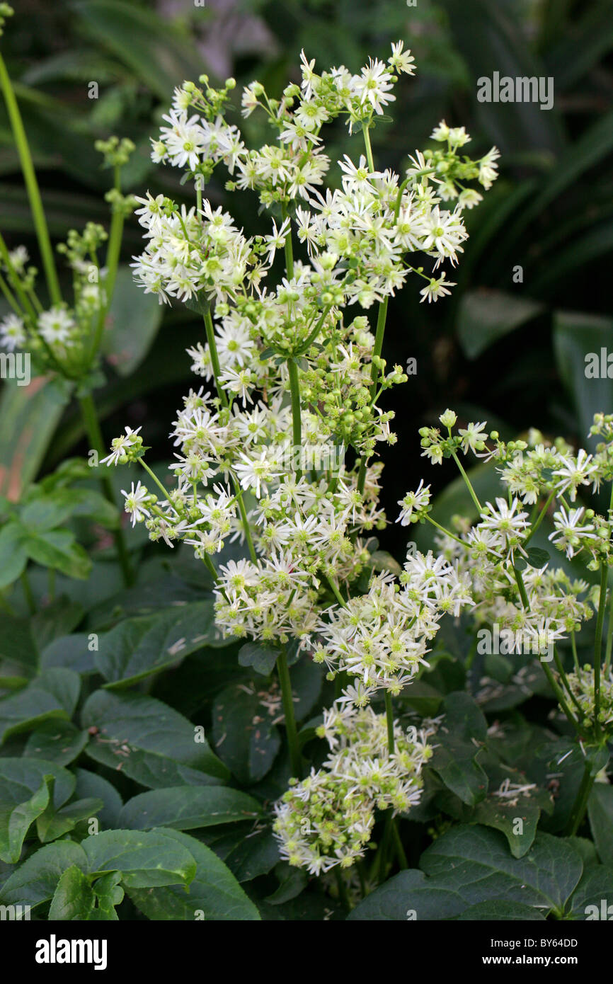 Chlorophytum, gallabatense Anthericaceae (Agavacées), au Malawi, en ...