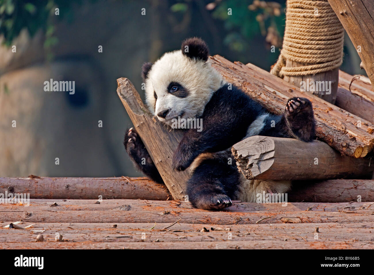 Les jeunes Grand Panda cub à Chengdu Research Base de reproduction du ...