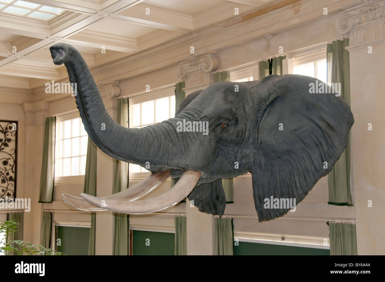 Trophy elephants Banque de photographies et d’images à haute résolution ...