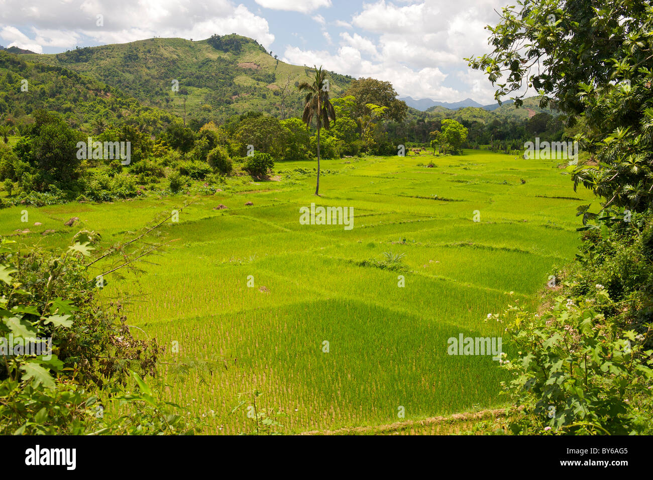 Paysage de rizière madagascar Banque de photographies et d’images à ...