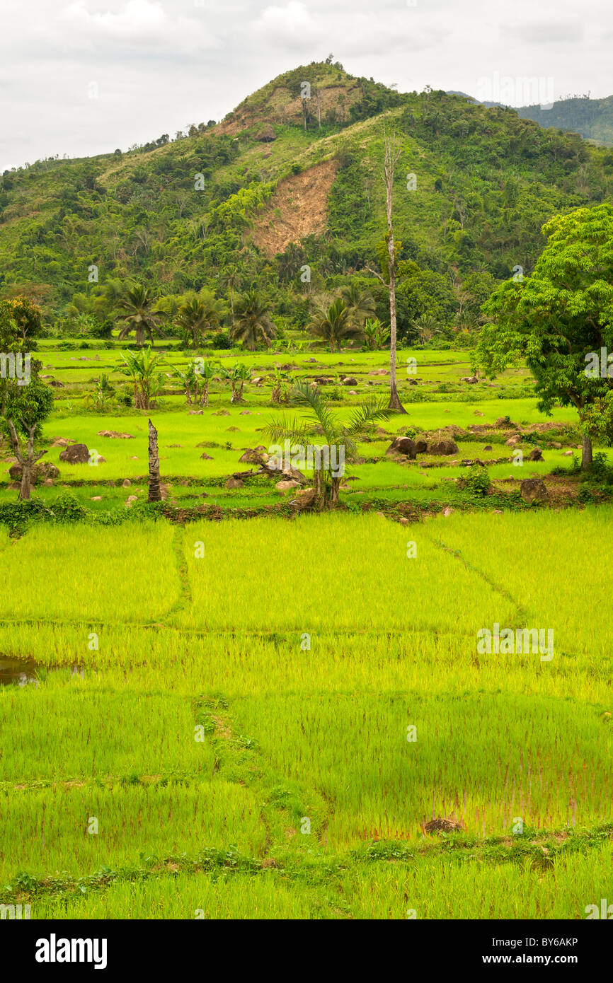 Paysage de rizière madagascar Banque de photographies et d’images à ...