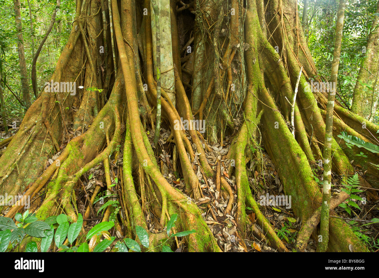 Le tronc d'un figuier étrangleur, alias un Banyan Tree, (Ficus ...