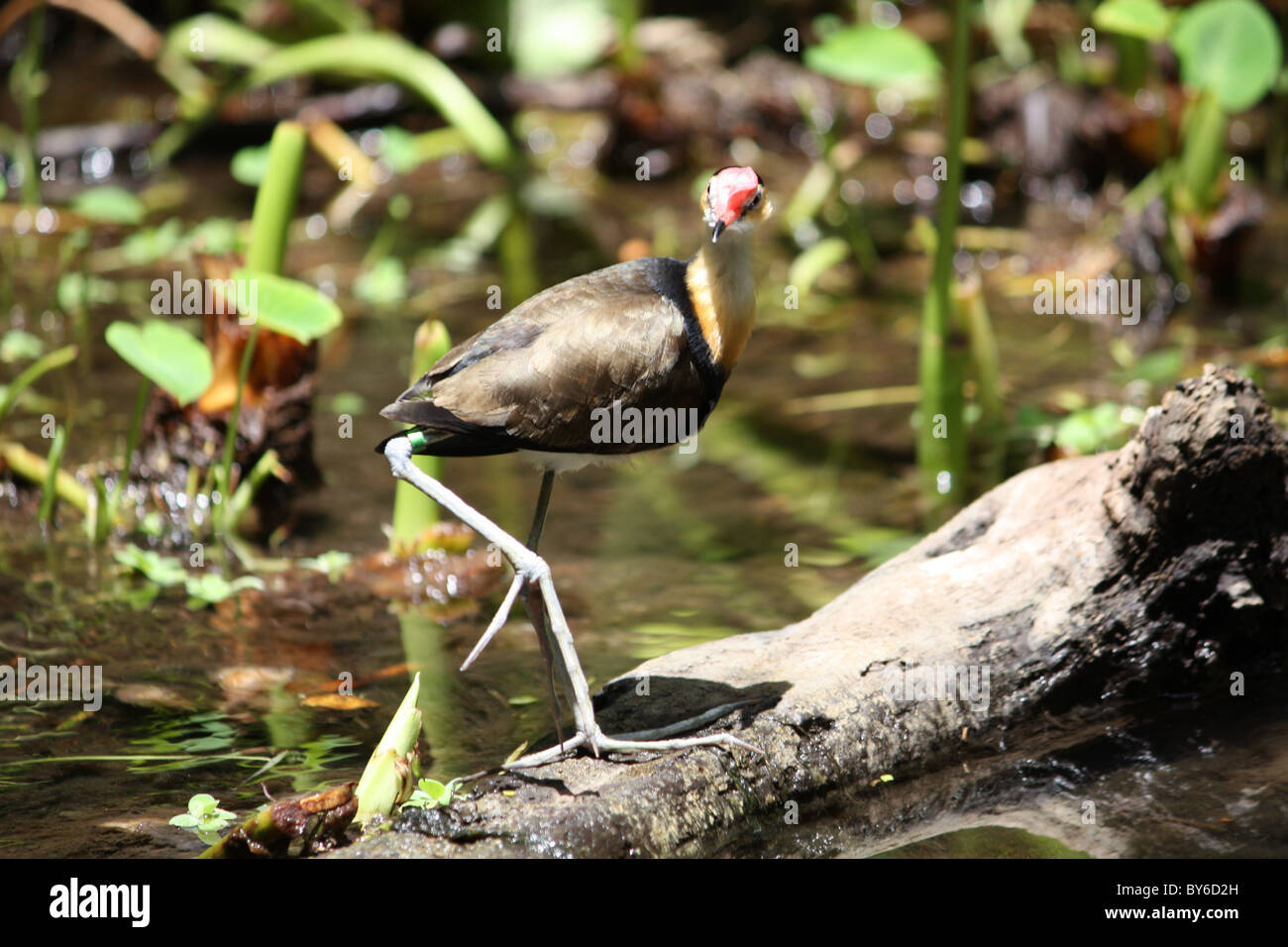 Jesus bird Banque de photographies et d’images à haute résolution - Alamy
