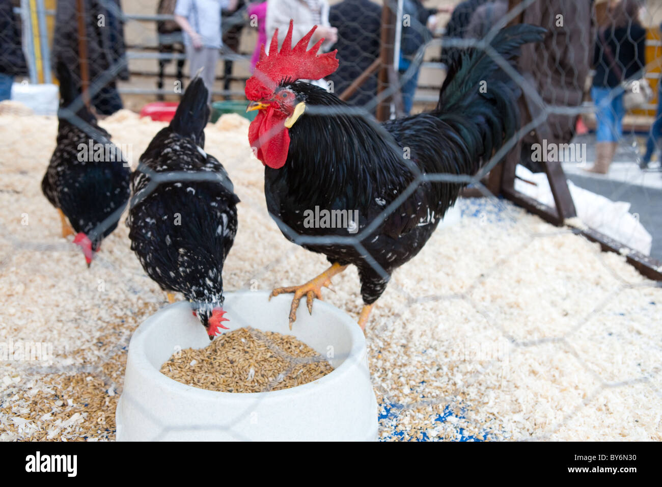 Poules pondeuses en cage affiché pour la 'bénédiction' cérémonie ...