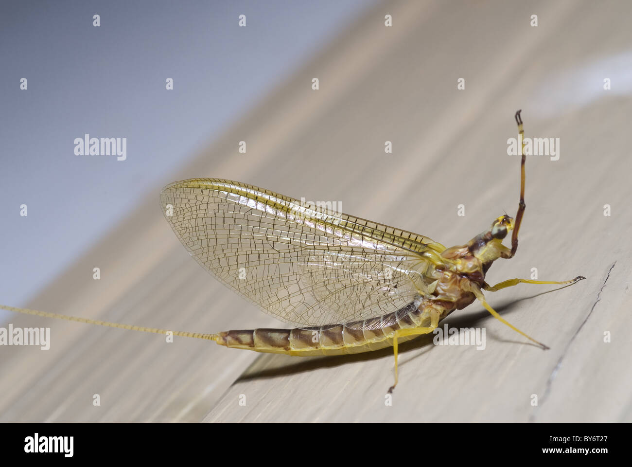 Hexagenia limbata Banque de photographies et d’images à haute résolution - Alamy