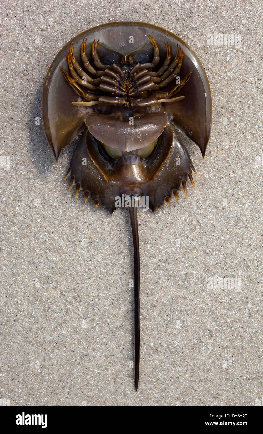 Limule sang Banque de photographies et d’images à haute résolution - Alamy