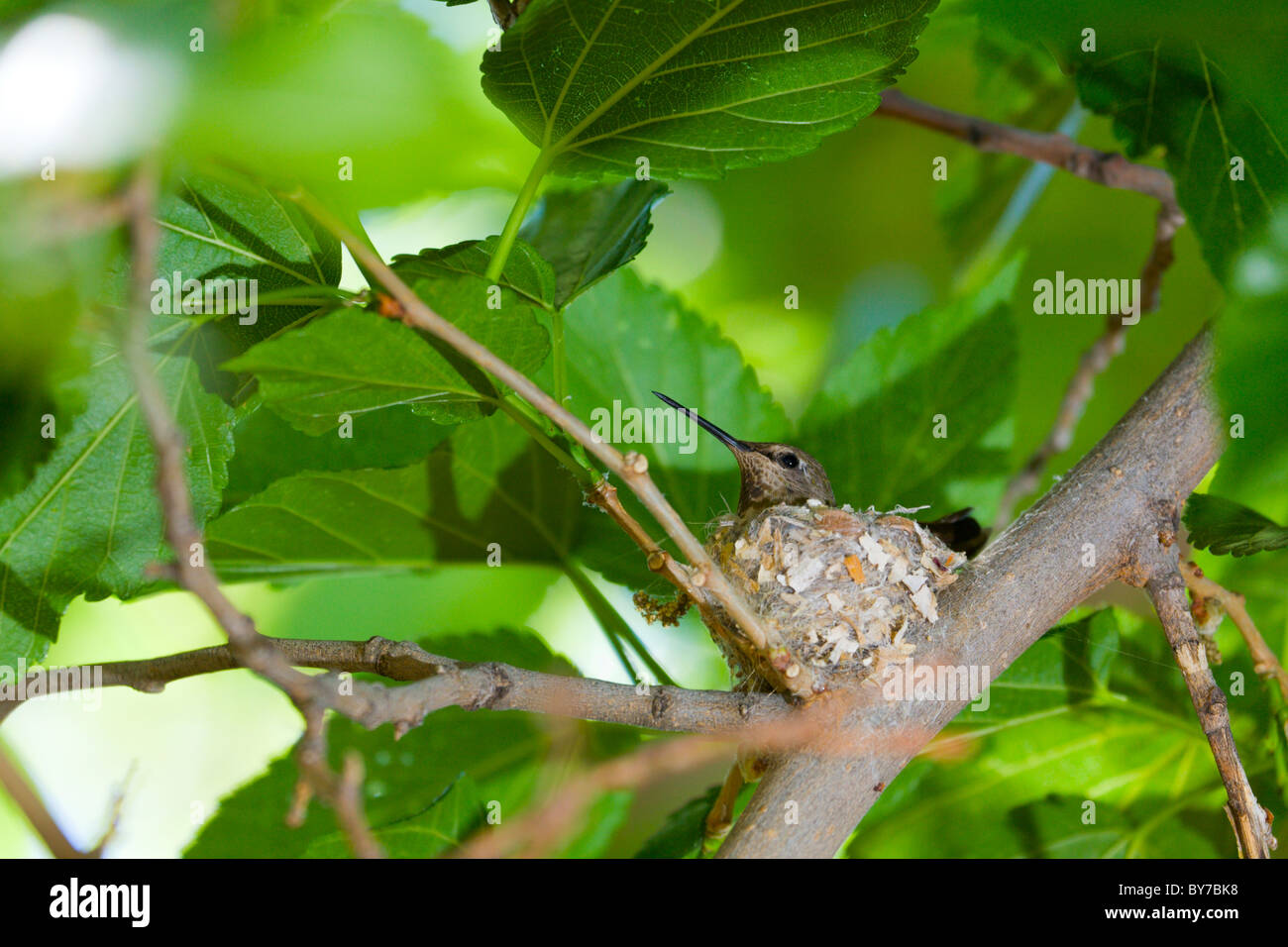 Nid de colibris Banque de photographies et d’images à haute résolution ...