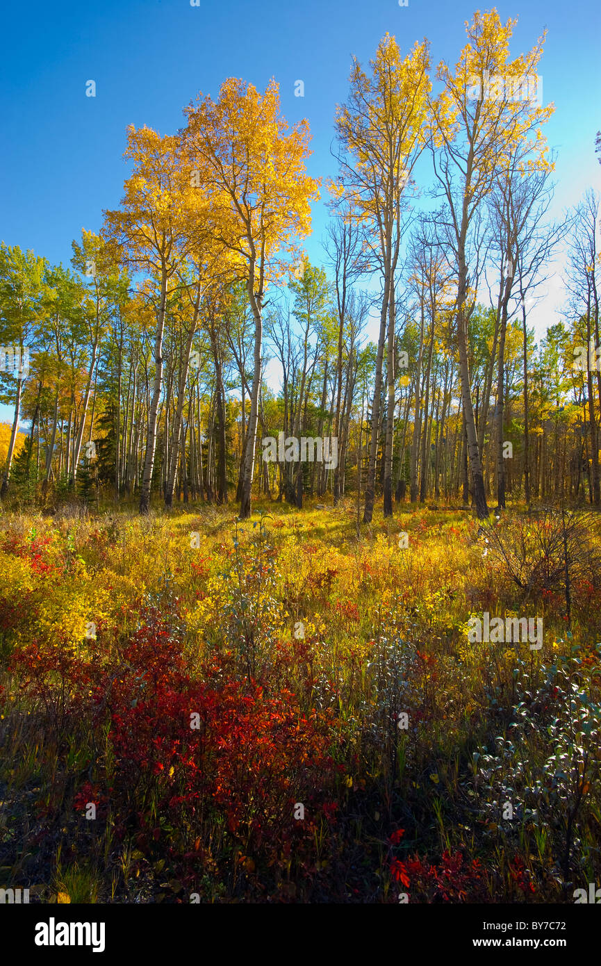 Automne canadien Banque de photographies et d’images à haute résolution ...