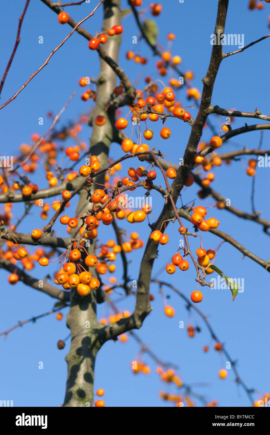 Malus butterball crab apple tree Banque de photographies et d’images à ...