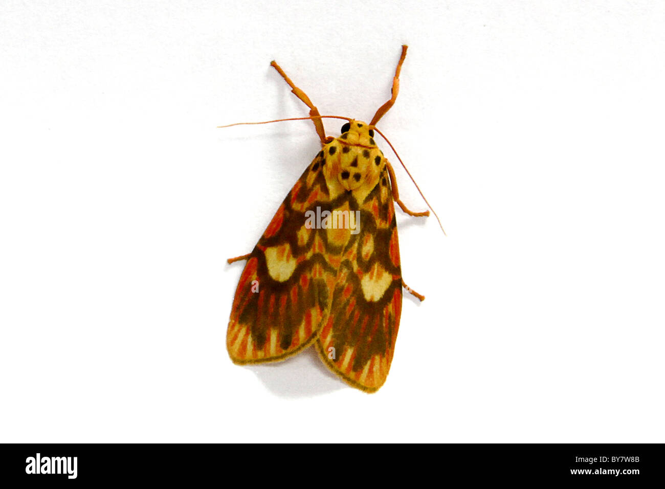 Mur ailes de papillon marron ouvertes Banque de photographies et d ...