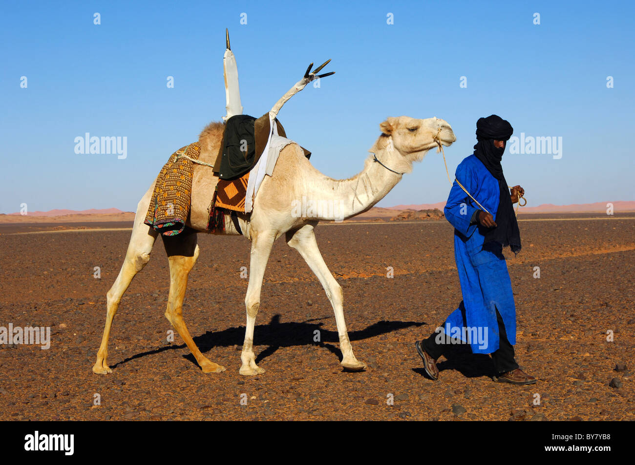 Nomade touareg avec son dromadaire Méhari blanc traversant un paysage ...