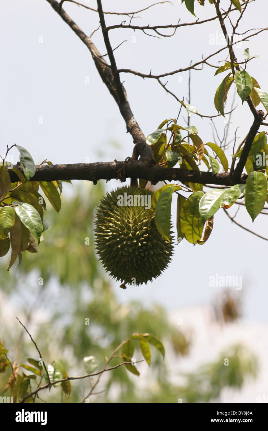 Arbre durian avec des fruits Banque de photographies et d’images à ...