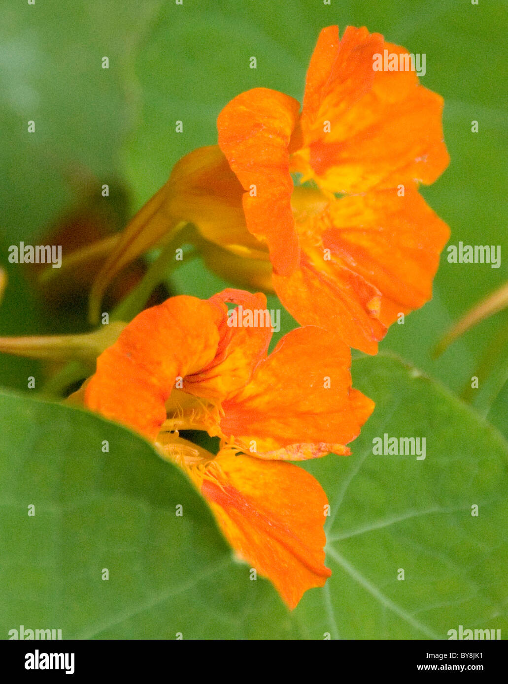 Fleur de capucine comestible Banque de photographies et d’images à ...