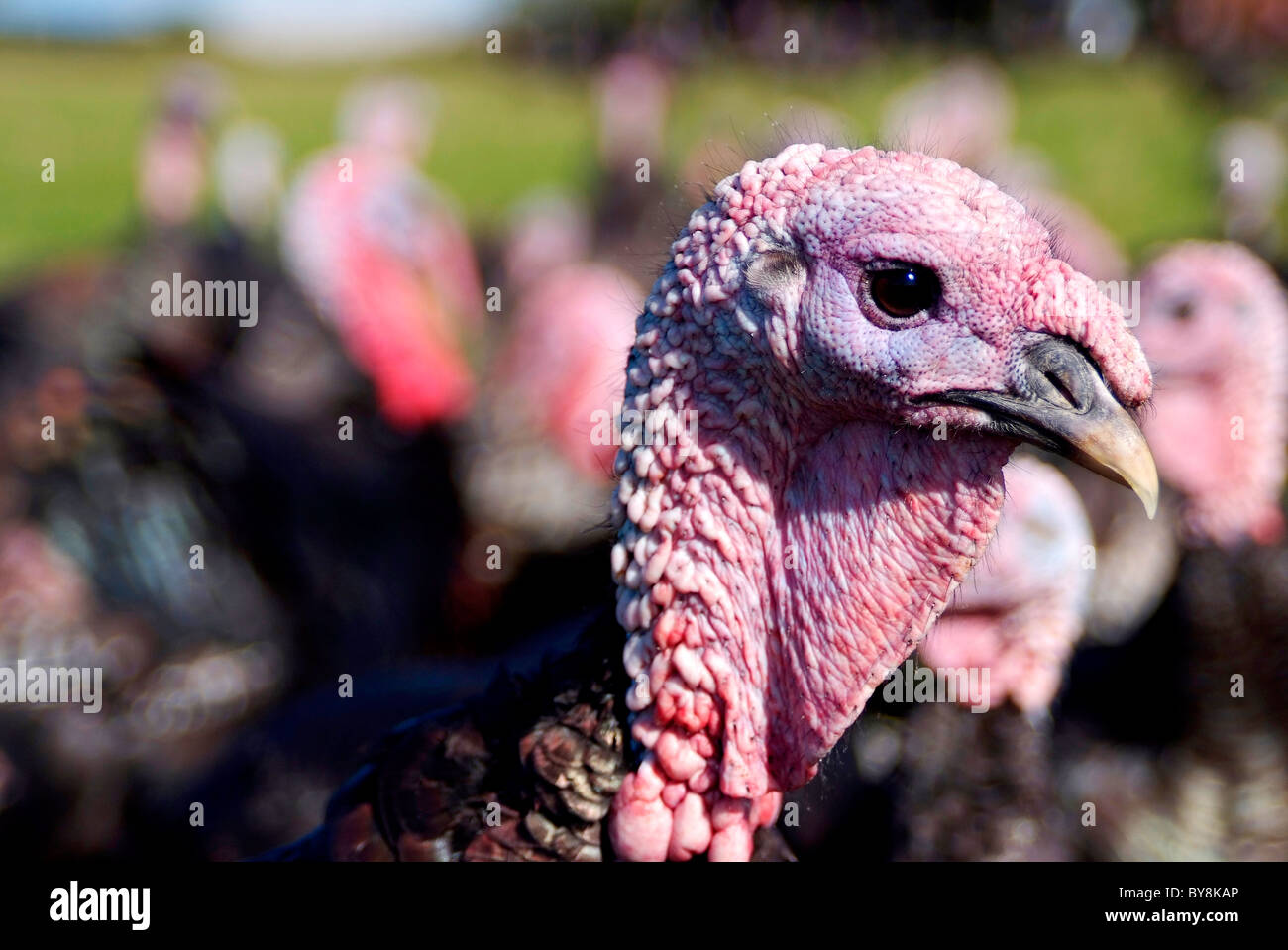 Groupe de dindes Banque de photographies et d’images à haute résolution ...