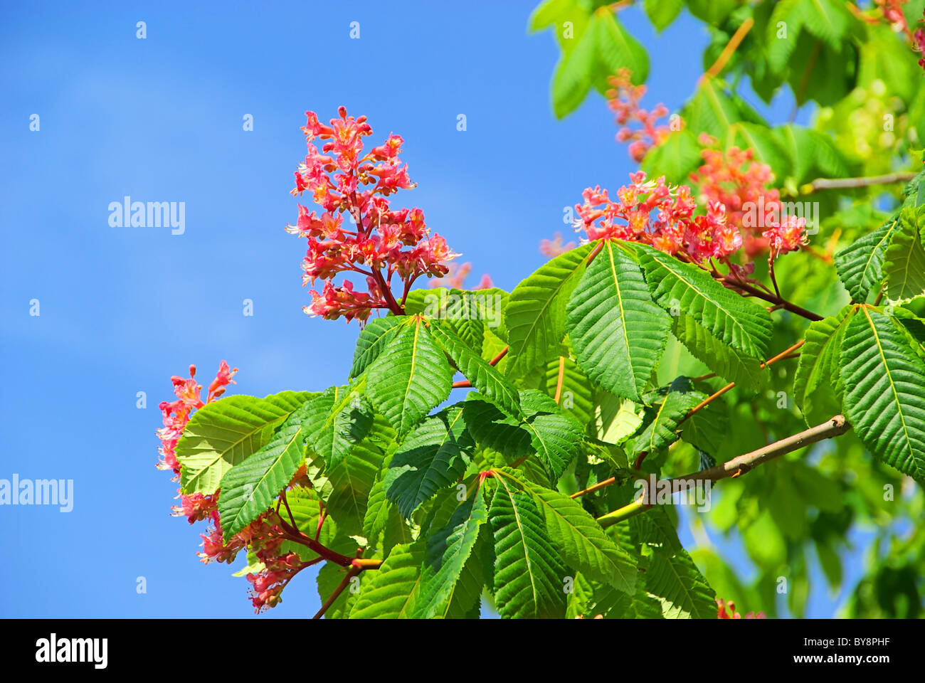 Fleur De Marronnier Banque d'image et photos - Alamy