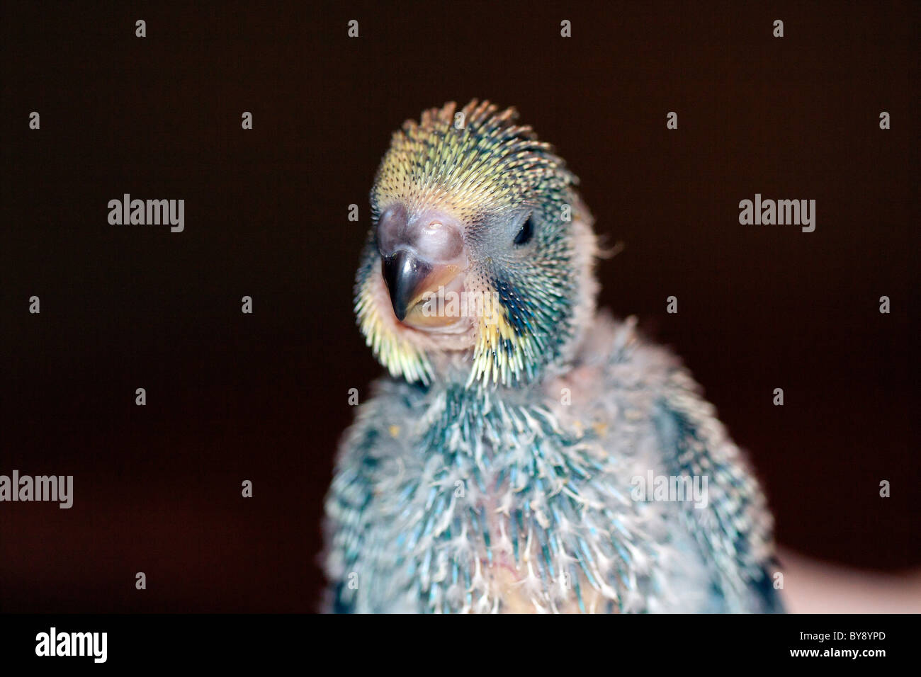 Perruche anglaise à 21,2 semaines d'âge Photo Stock - Alamy