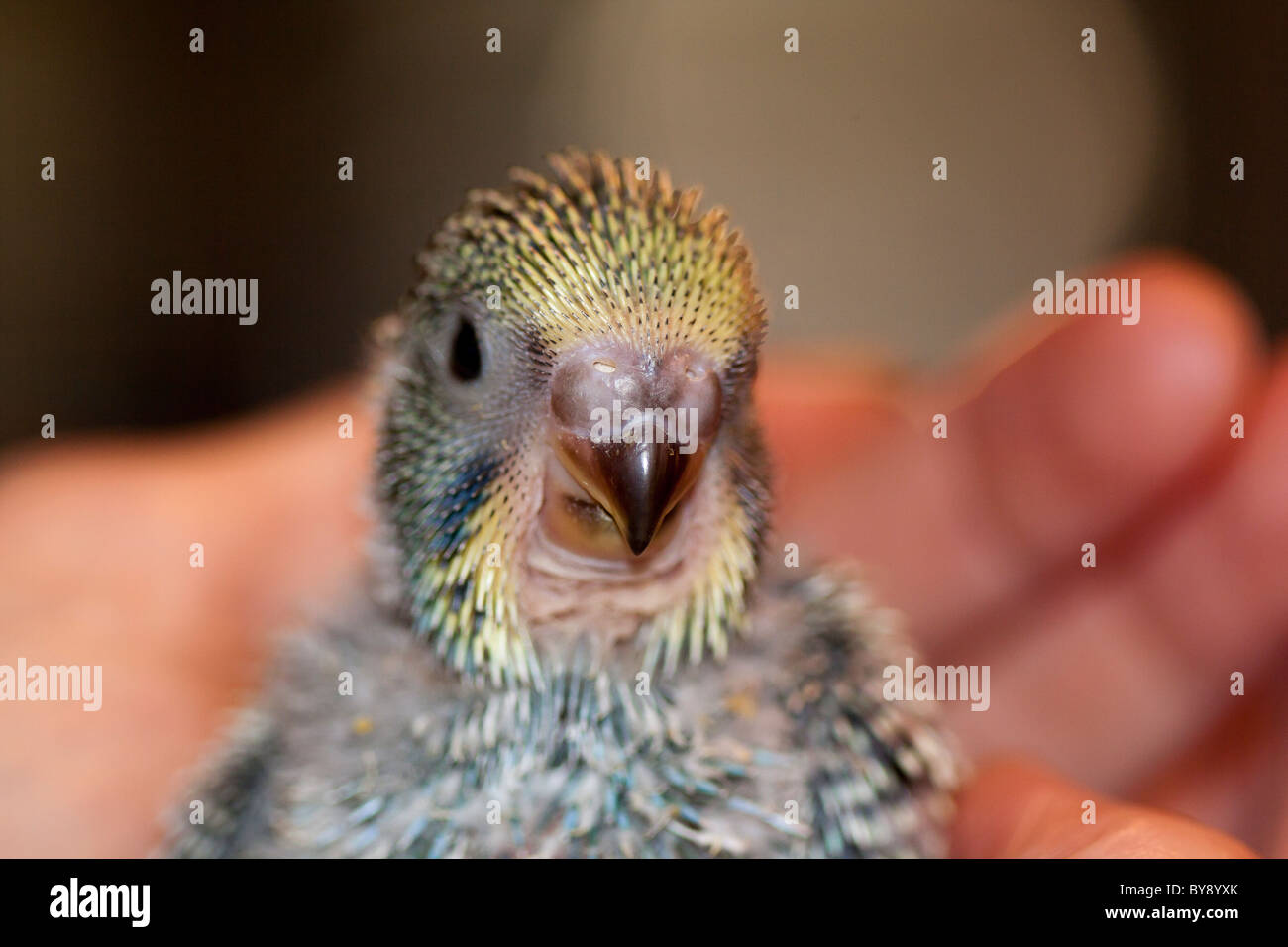Perruche anglaise à 21,2 semaines d'âge Photo Stock - Alamy