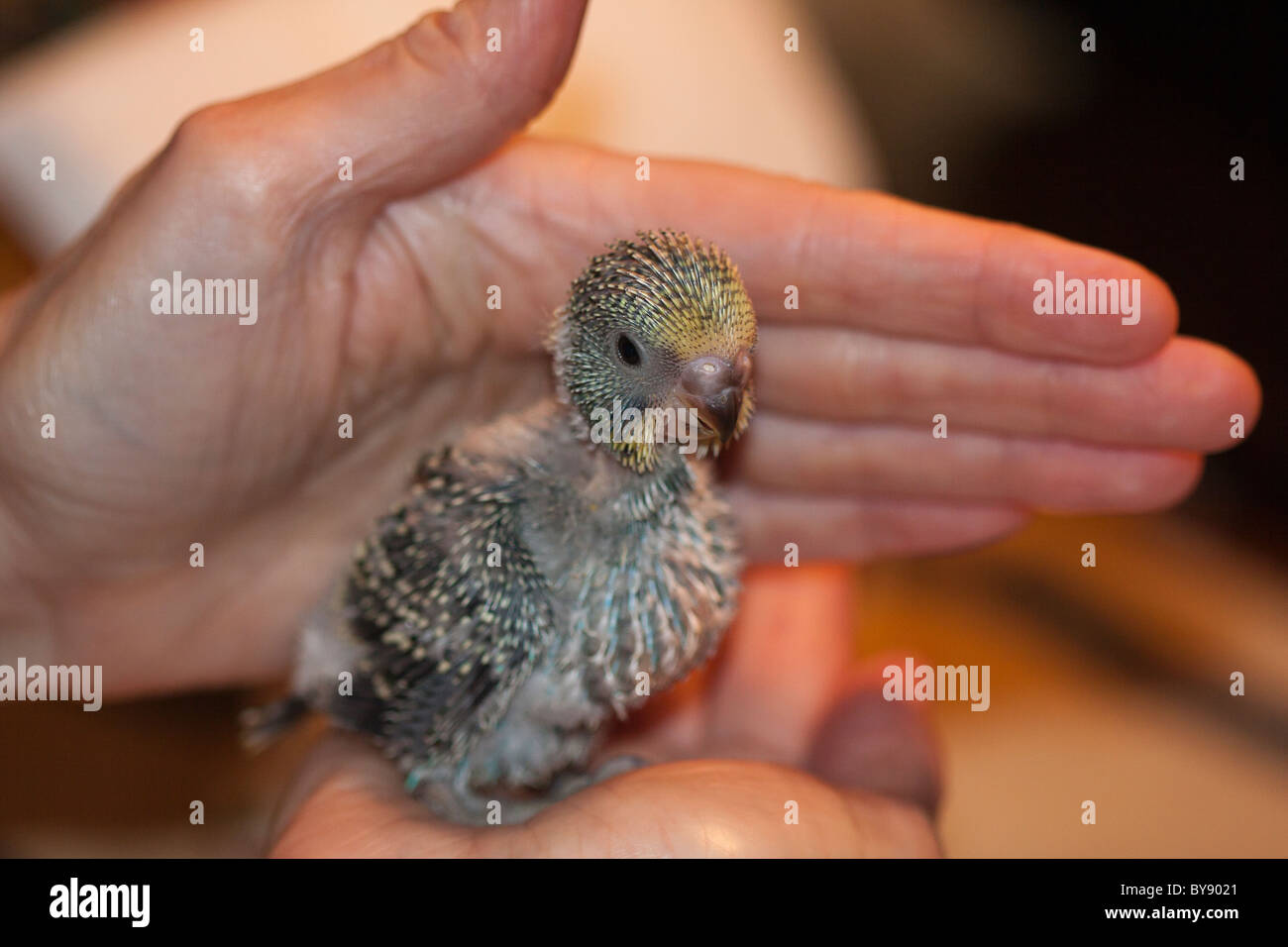 Perruche anglaise à 21,2 semaines d'âge Photo Stock - Alamy