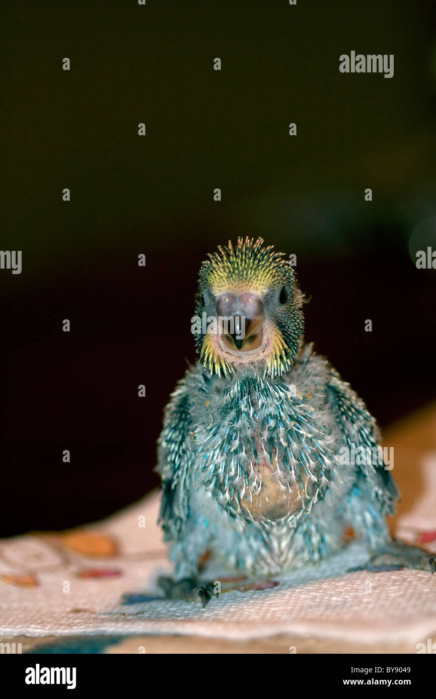 Perruche anglaise à 21,2 semaines d'âge Photo Stock - Alamy