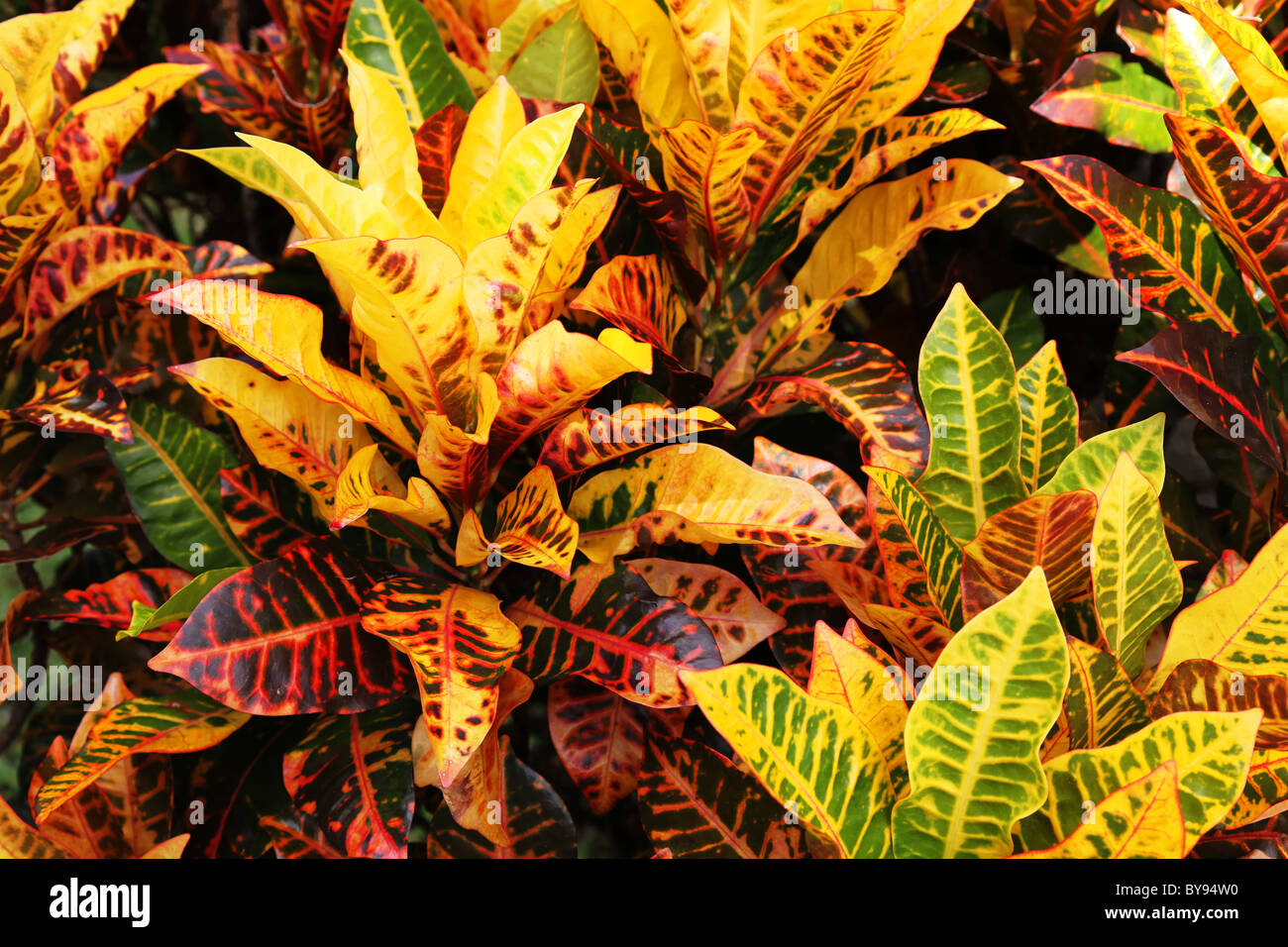 Plante de croton Banque de photographies et d’images à haute résolution ...