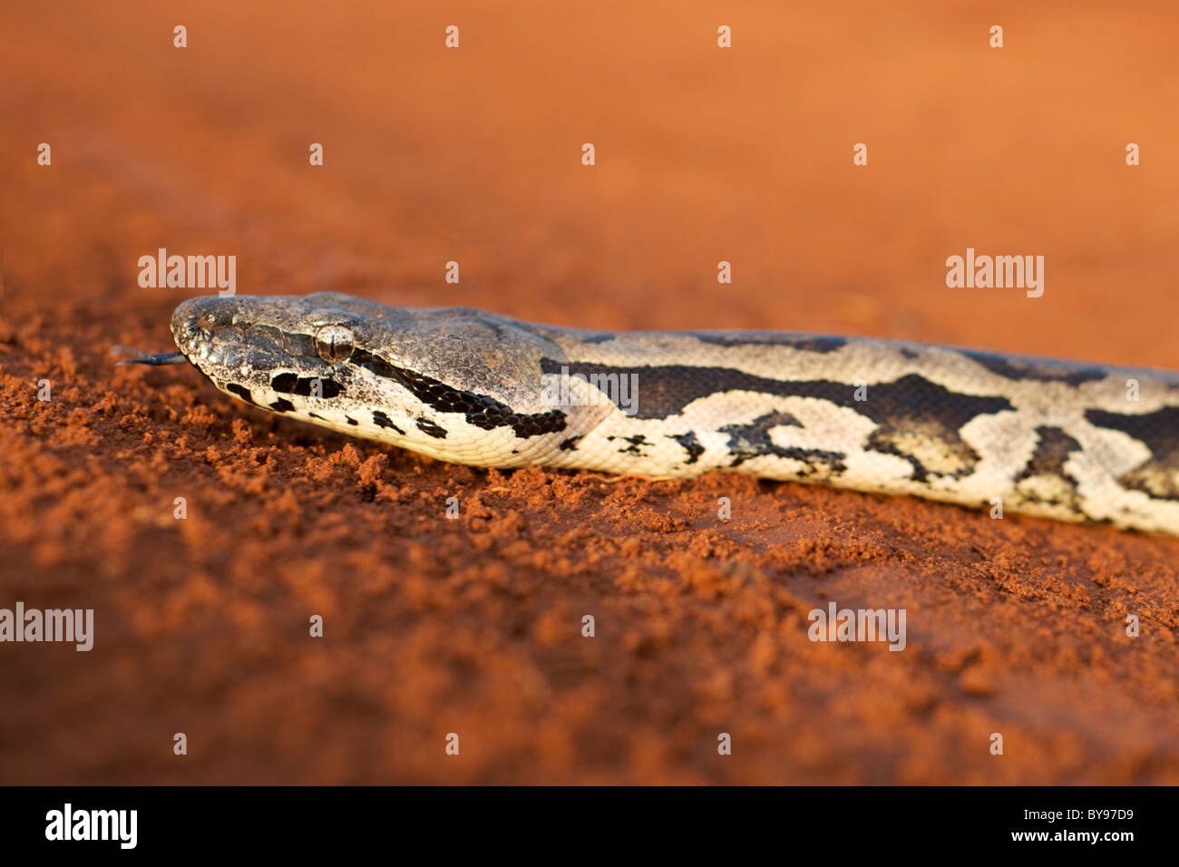 Madagascar boa constrictor Banque de photographies et d’images à haute ...