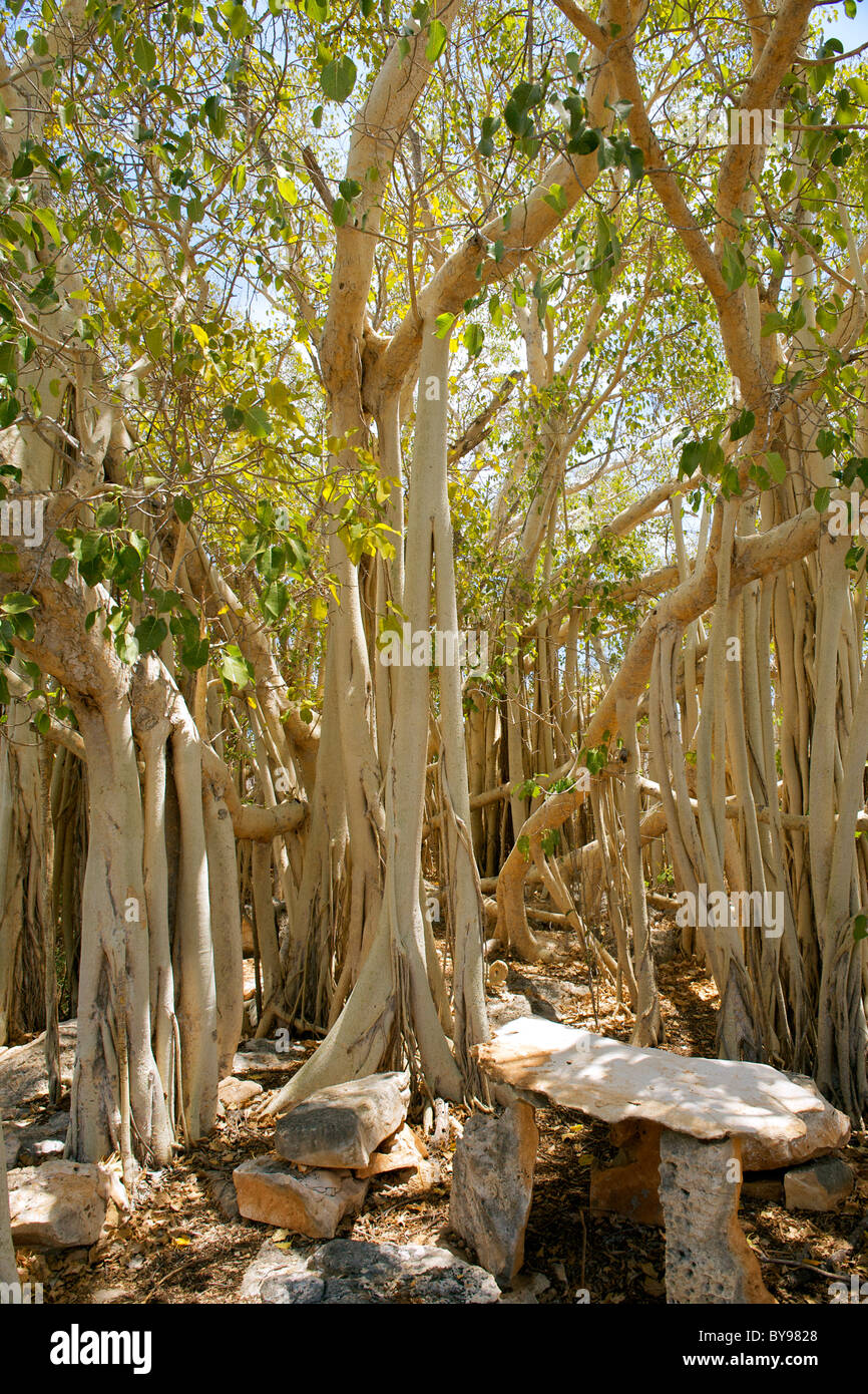 Banyan Tree alias un Strangler Fig (Ficus benghalensis) dans le Parc ...