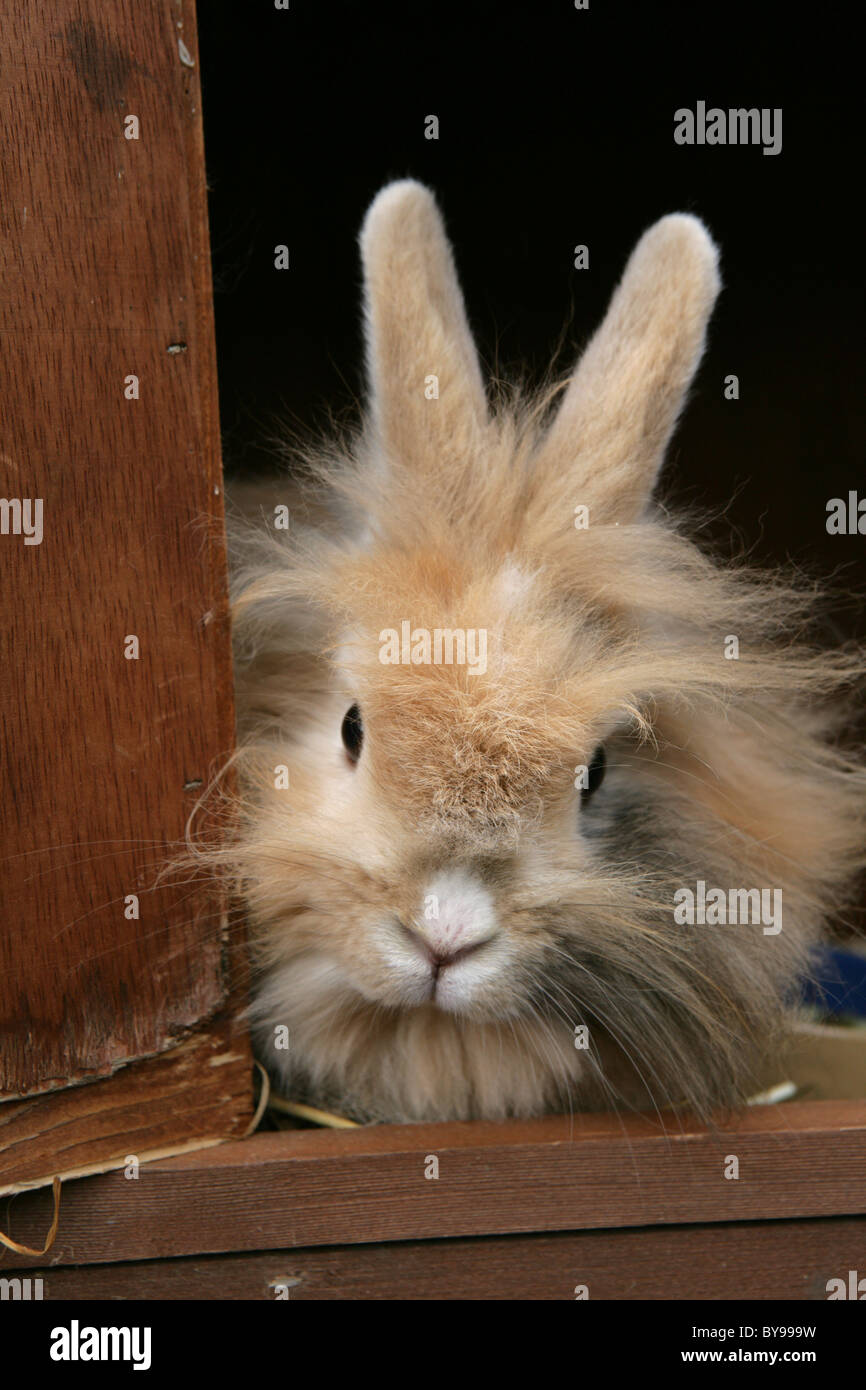 Rabbit hutch Banque de photographies et d’images à haute résolution - Alamy