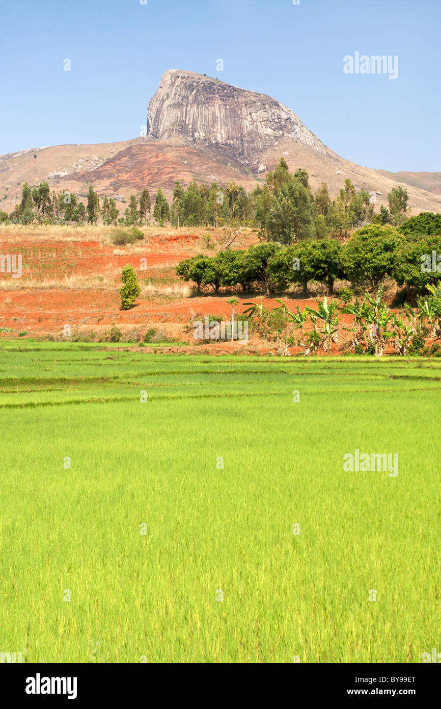 Paysage de rizière madagascar Banque de photographies et d’images à ...