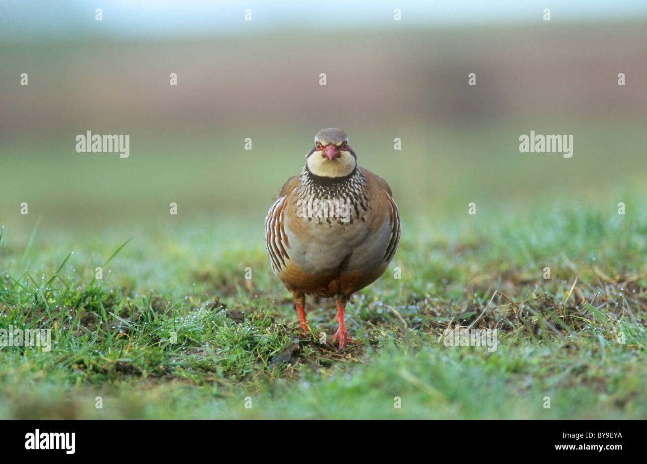 Perdrix à pattes rouges (Alectoris rufa), printemps, terres agricoles ...