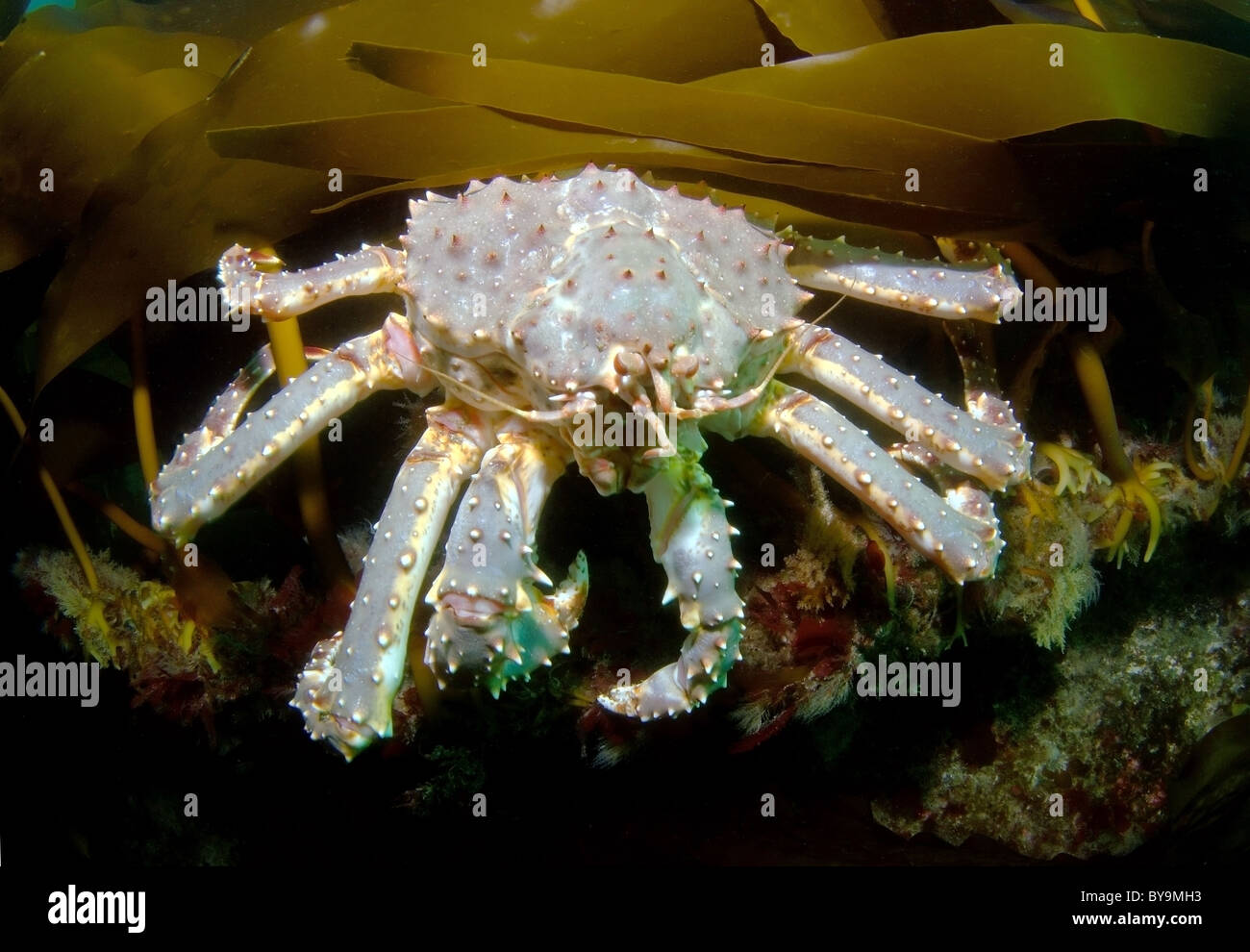 Paralithodes camtschaticus Banque de photographies et d’images à haute ...